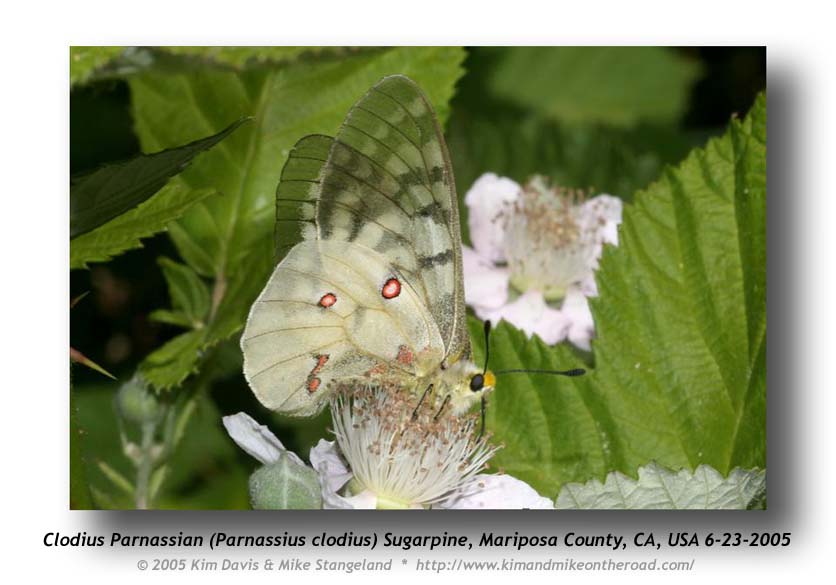 Clodius Parnassian