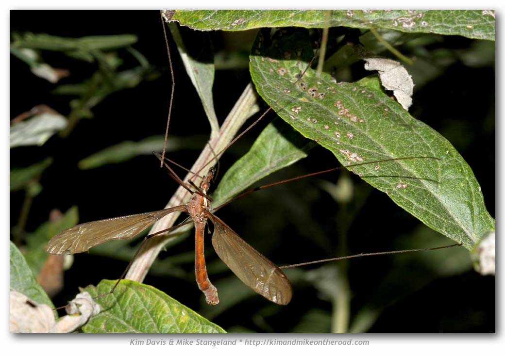 Tipula oleracea (Marsh Crane Fly)
